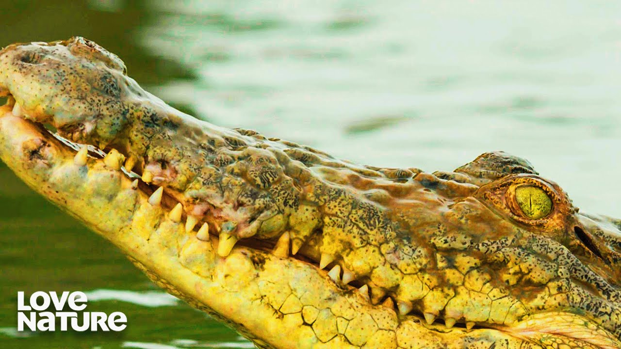 Crocodiles Lurk Beneath Waterhole For Vulnerable Prey | Dawn to Dusk ...