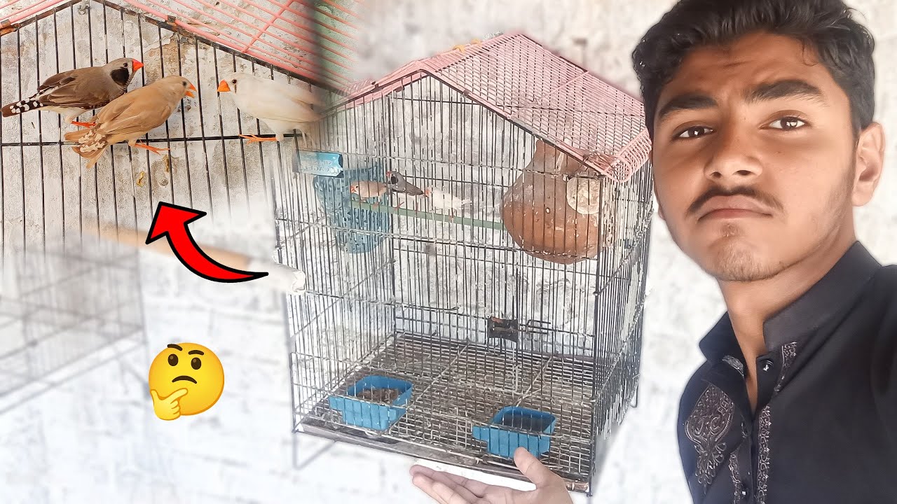 Hamari Finches Andy Kiyun Nahi Dy Rahi 🤔 Love Birds Kaha Gaye 😱 Pets ...