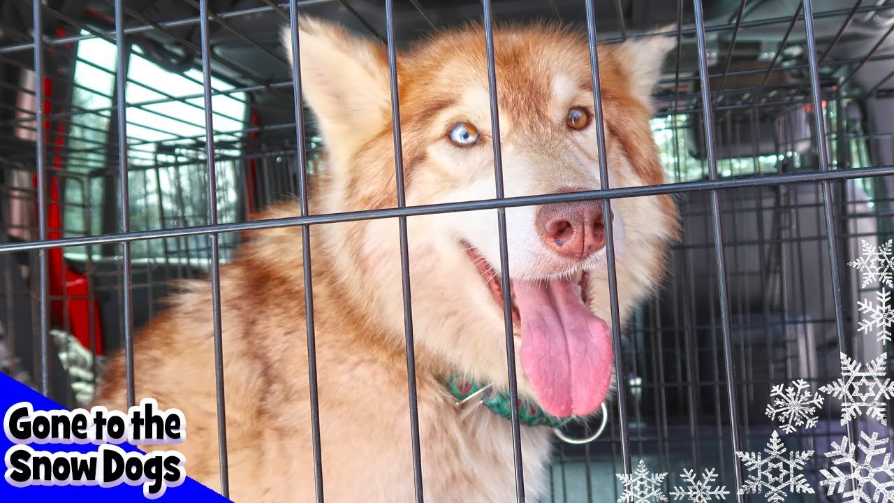 Meet Siberian Husky Ghost and Blue | Help us Help Huskies - YouTube