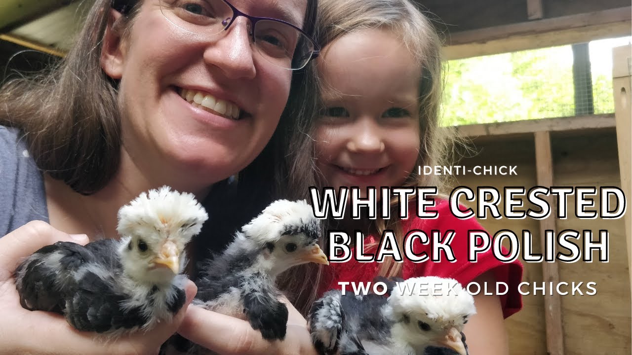 White Crested Black Polish: 2-Week-Old Chicks - YouTube