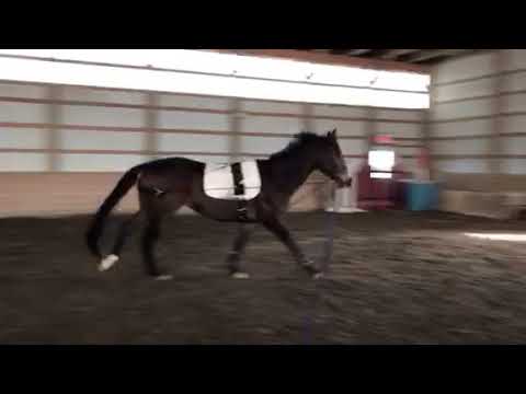 Guinness cantering in training rig - YouTube