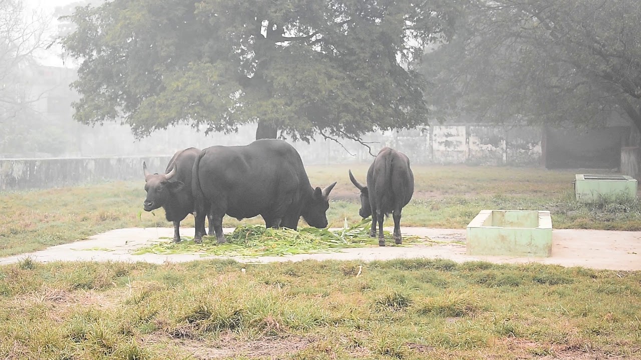 Big Ox Biggest Oxen Big black Ox Biggest Oxen - YouTube