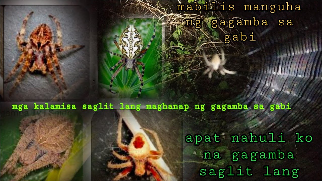 gawin mo to!!! madali manguha ng gagamba sa gabi👍💘🇵🇭#kuyatatskietv # ...