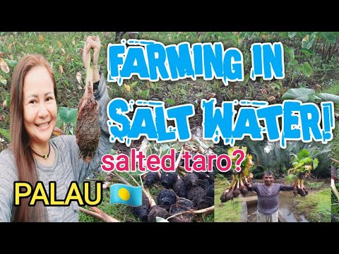 I WENT TO HARVEST BEST TARO IN PALAU 🇵🇼 HOW WATER LEVEL GOES UP TO THE ...