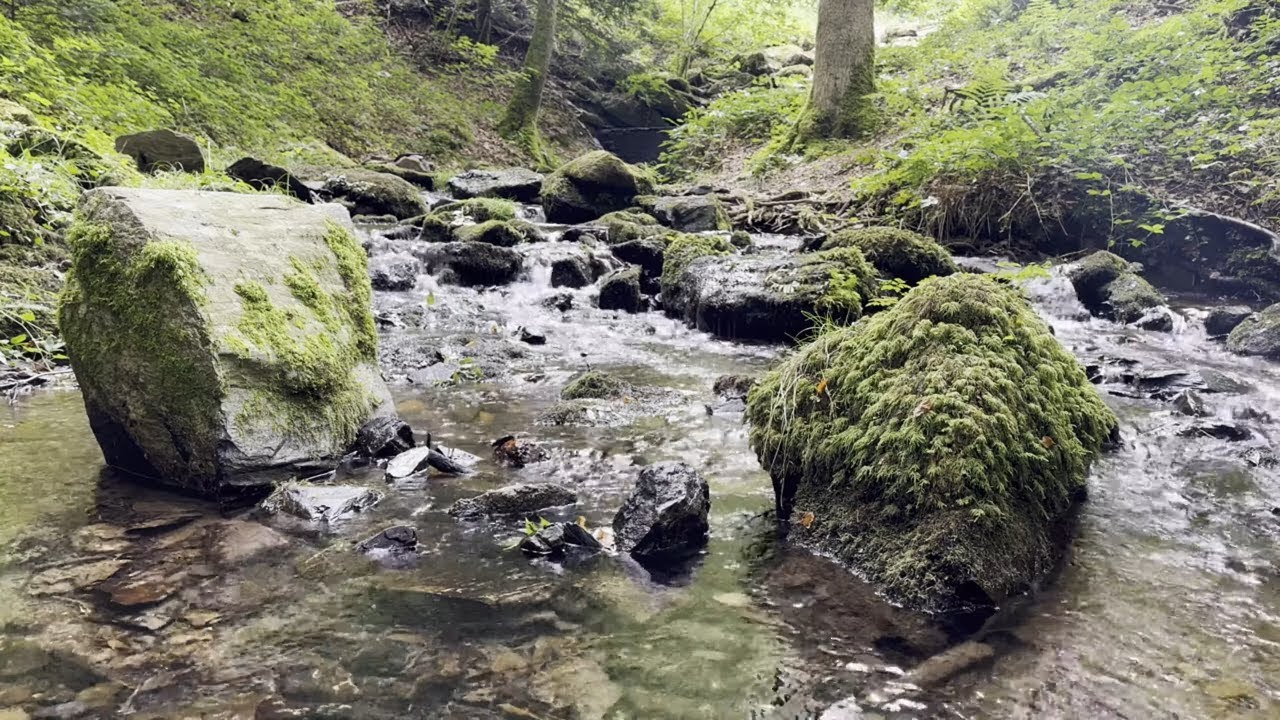 Birdsong And Water Sounds From A Forest. Relaxing 4k Nature Video ...
