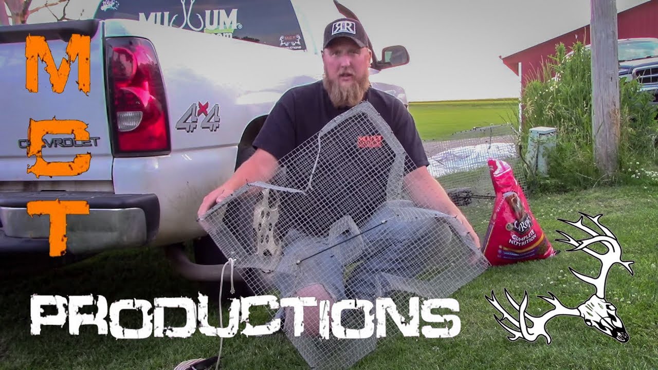 Clover Leaf Bait Trap in Action - YouTube