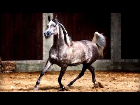 Birlikte Çok Uzaklara Kaçmak İsteyeceğiniz 10 At Cinsi