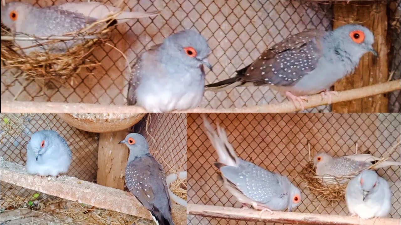 Australian diamond deov's colony mating season tips and beautiful ...