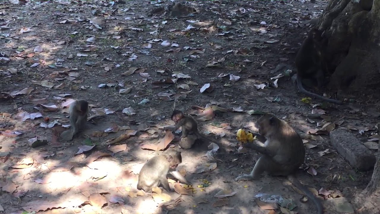 Babies monkey train to climb the tree - YouTube