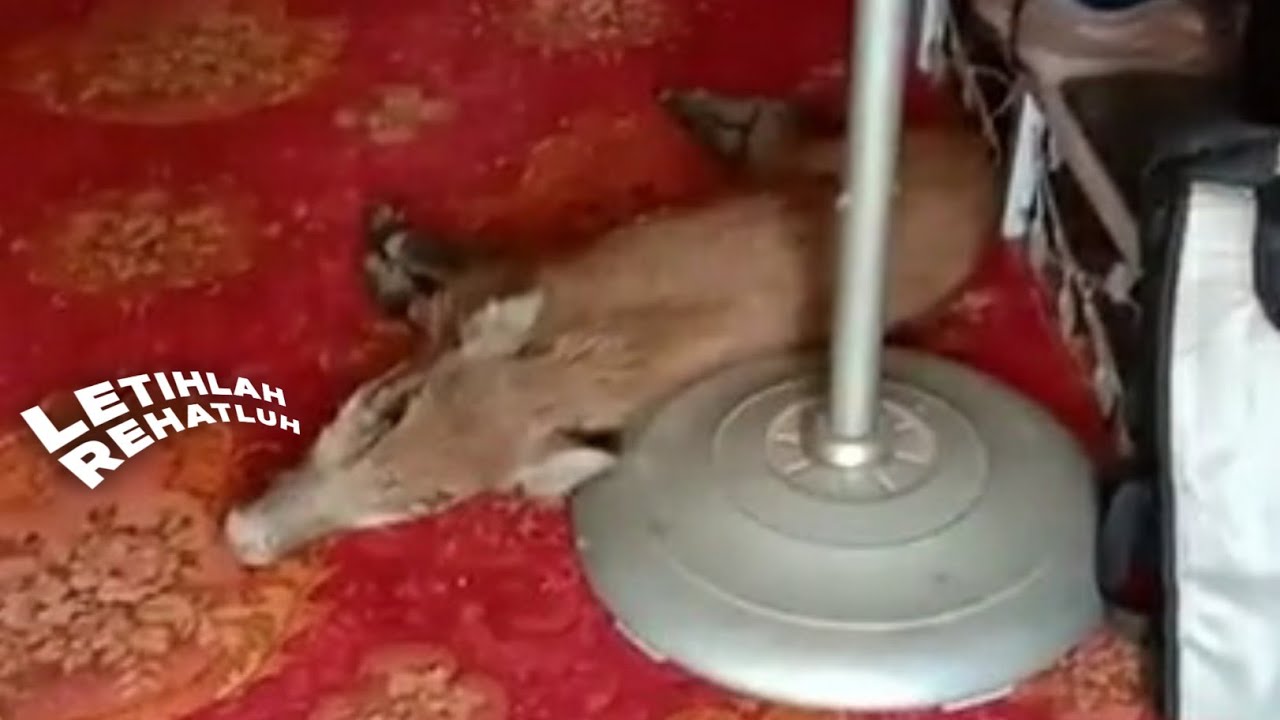 Boleh pulak dia berehat dalam rumah orang.. - YouTube