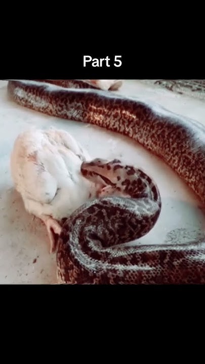 Python hunting chicken😱 #wildanimals #python #chicken #animals - YouTube