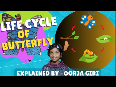 From Caterpillar to butterfly|Life Cycle of butterfly|Stages of ...
