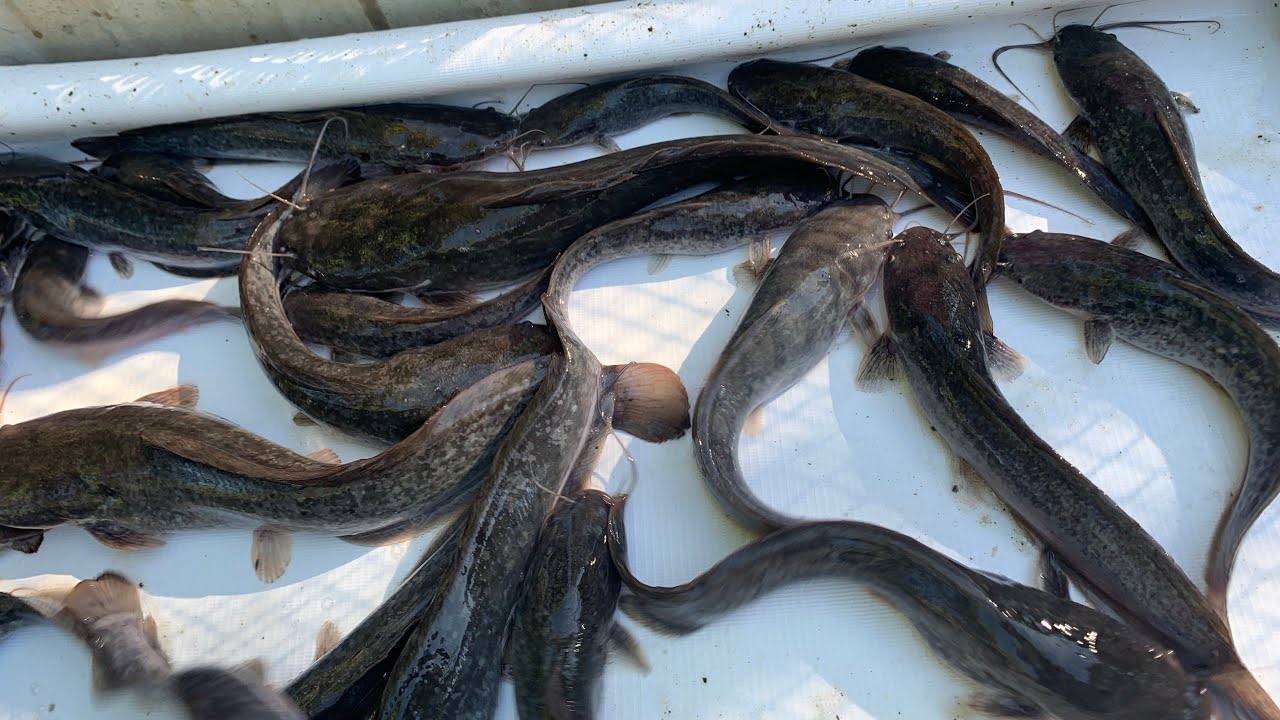 HITO GROW OUTS ! LAKING CONCRETE POND ! PURE FEEDS ! Brgy Tebuel ...