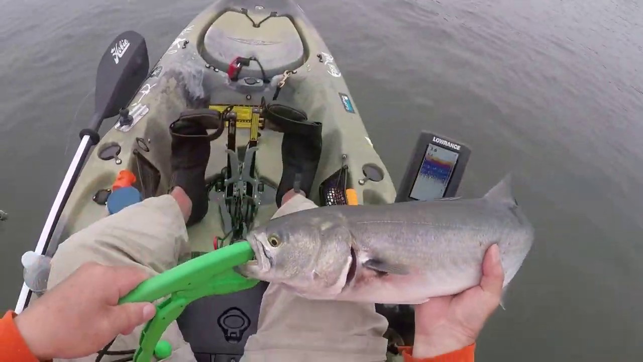 Blue Fishing in the Bay 2020 - YouTube