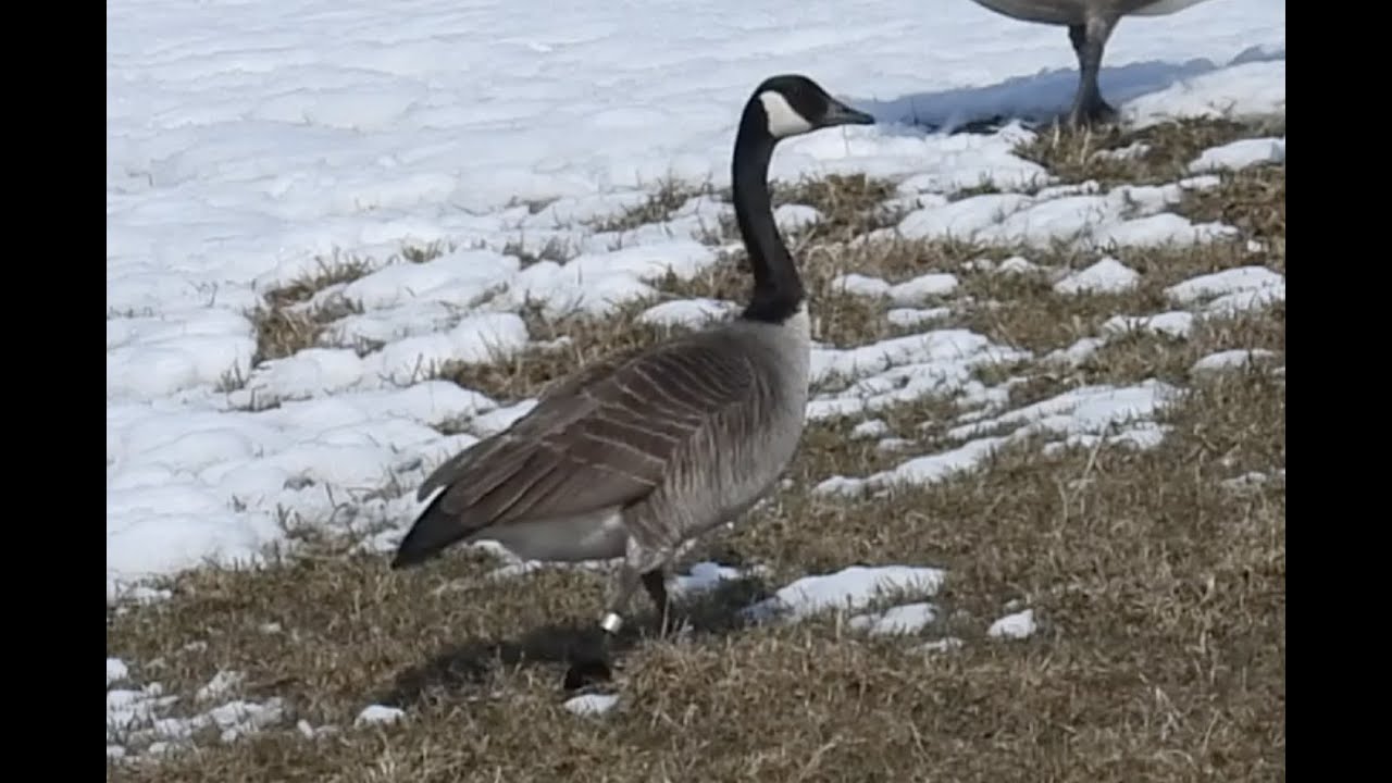 Canada Geese (One with an ankle band!) - YouTube