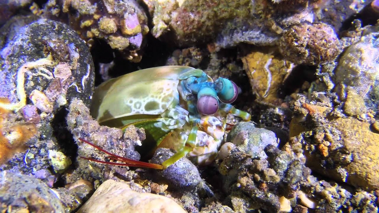 #3 : Backscatter Macromate Mini 55mm For GoPro - YouTube