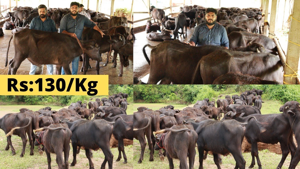കിലോ 130 രൂപയ്ക്കു കേരളത്തിൽ എവിടെയും മുറ പോത്തുകൾ|Murrah Buffalo Sale ...