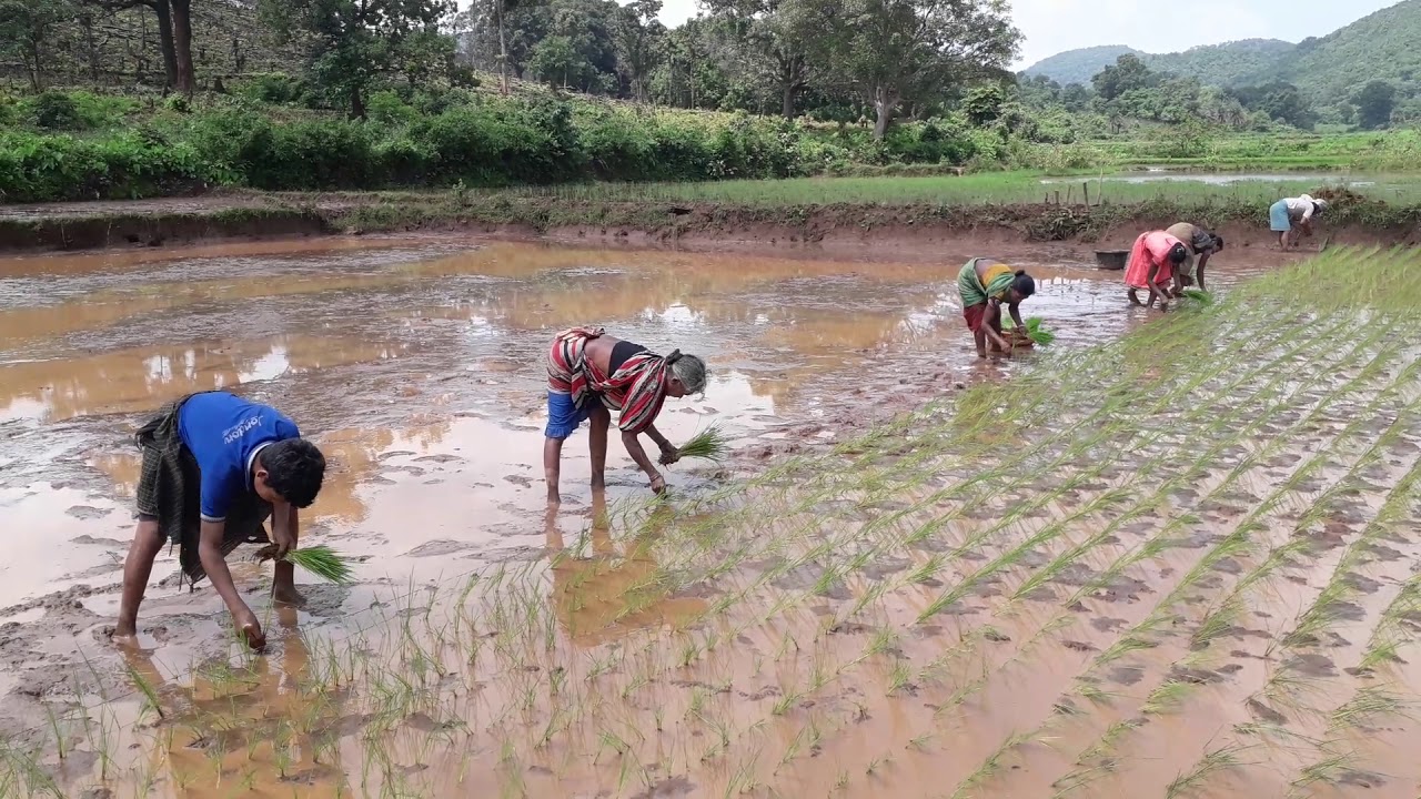 Paddy line showing jobagaon RkVY 2019 - YouTube