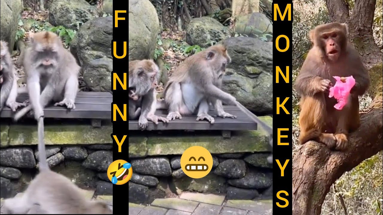 Cute little monkey baby💕🤣 || Monkey monkey😂||Funny wildlife Animals ...