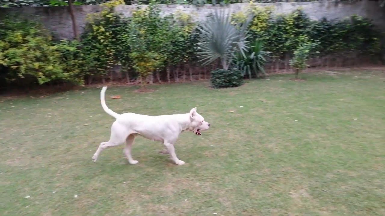 Hunter of blue blood kennel Dogo Argentino - YouTube