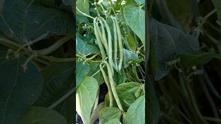 How to plant & grow green beans!🫘          #garden #howto #gardeningtips #homestead #plant