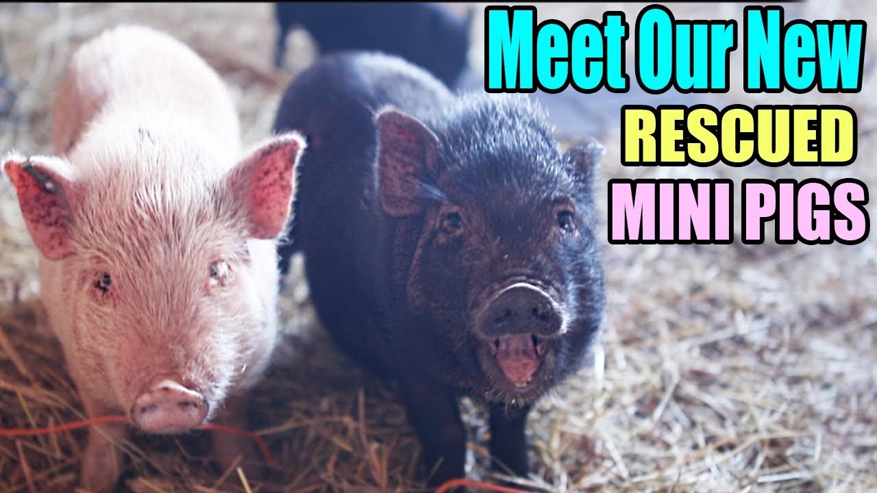 Meet Our New Rescued Mini Pigs! RESCUED FROM AUCTION *SO CUTE* - YouTube