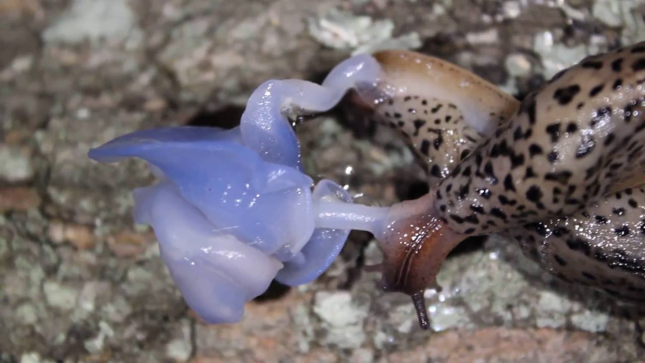 The Bizarre Mating Habits of the Leopard Slug - YouTube