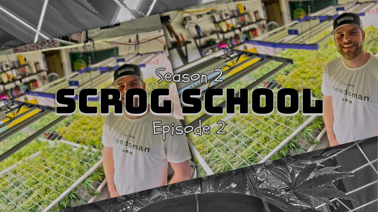 Season 2 Episode 2 - SCROG SCHOOL - Sponsored by Seedsman - YouTube