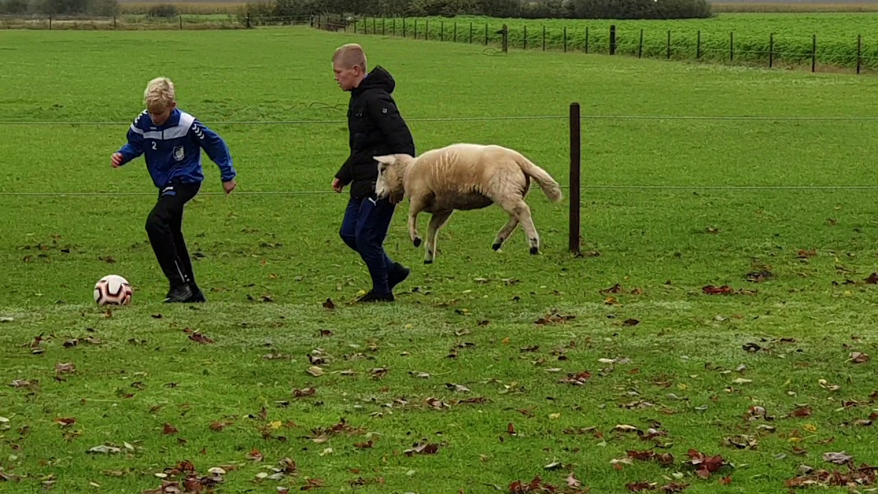 Schaap voetbalt in Nieuw-Roden - YouTube