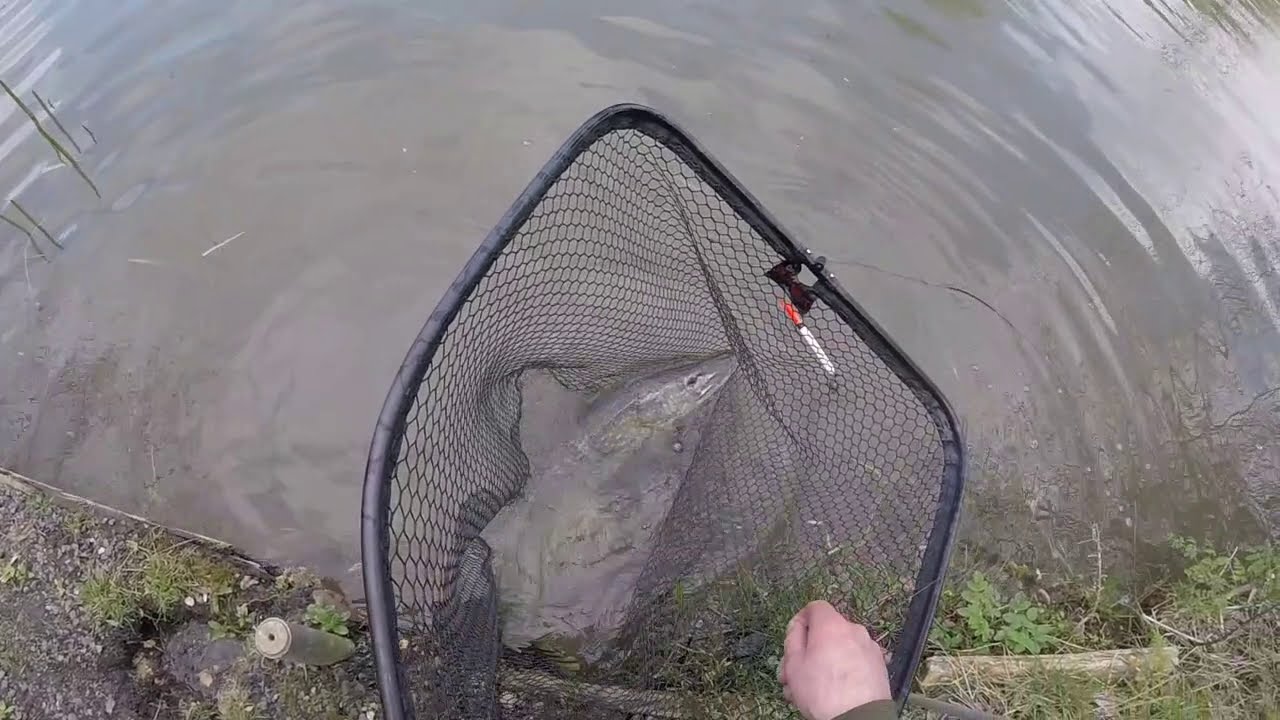 Yorkshire polo pond pike 16lb - YouTube
