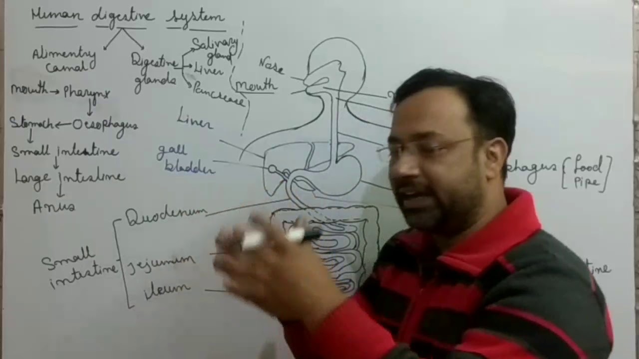 Human digestive system #class 10th EM science rbse - YouTube