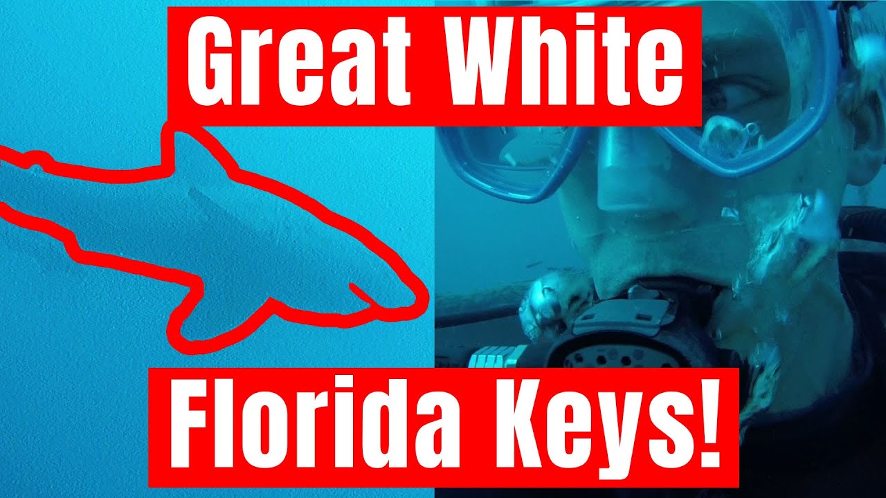 Great White Shark While Scuba Diving in the Florida Keys, (Full Footage ...