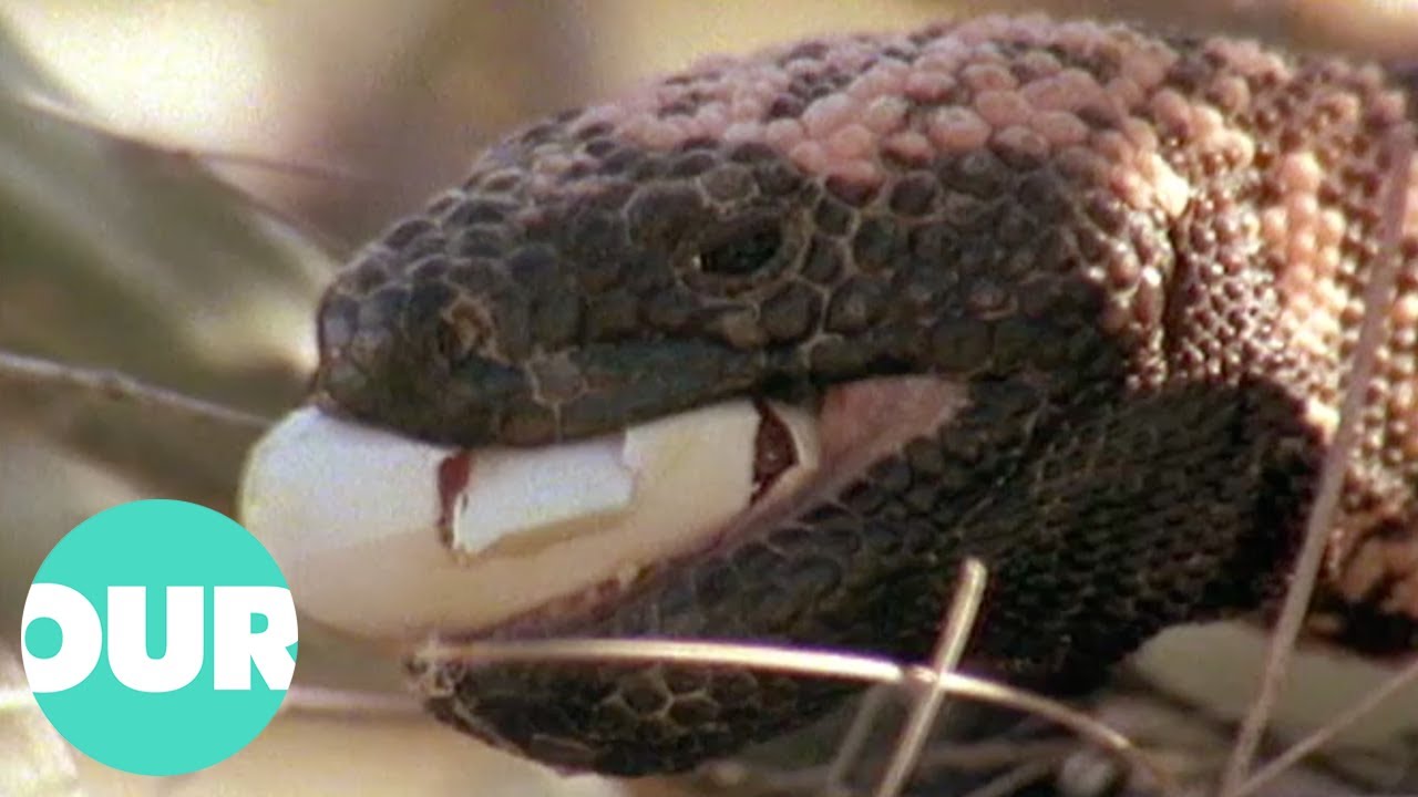 Meet the World's Only Venomous Lizards | Our World - YouTube