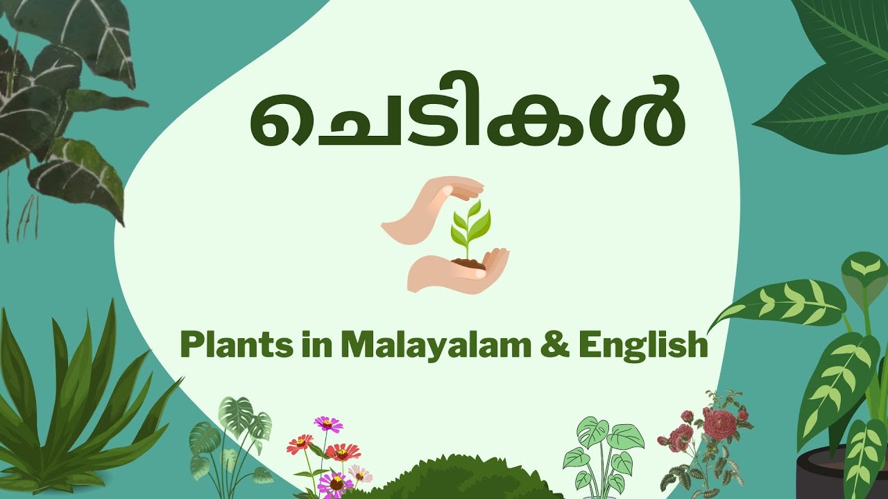 ചെടികൾ (Chedikal) - Plants in Malayalam & English - YouTube