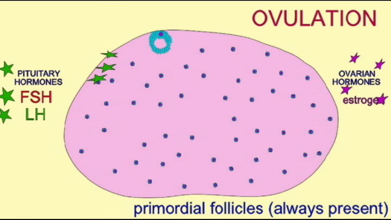 2 cell 2 gonadotropin production of estrogen - YouTube