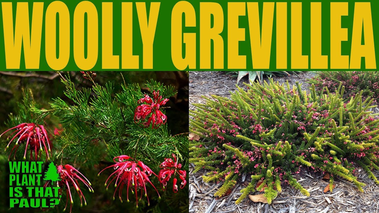 Woolly Grevillea – an attractive bush with pinkish-red toothbrush ...