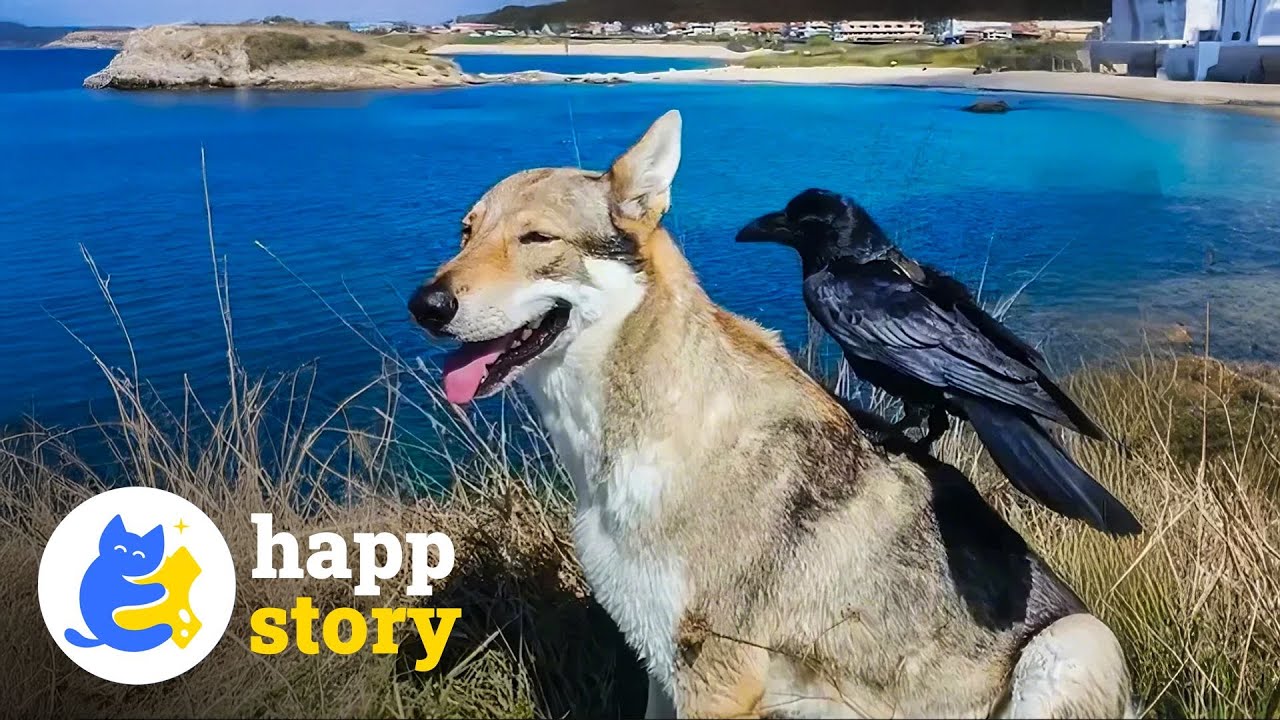 This Dog and Bird Do EVERYTHING Together! | HAPP - YouTube