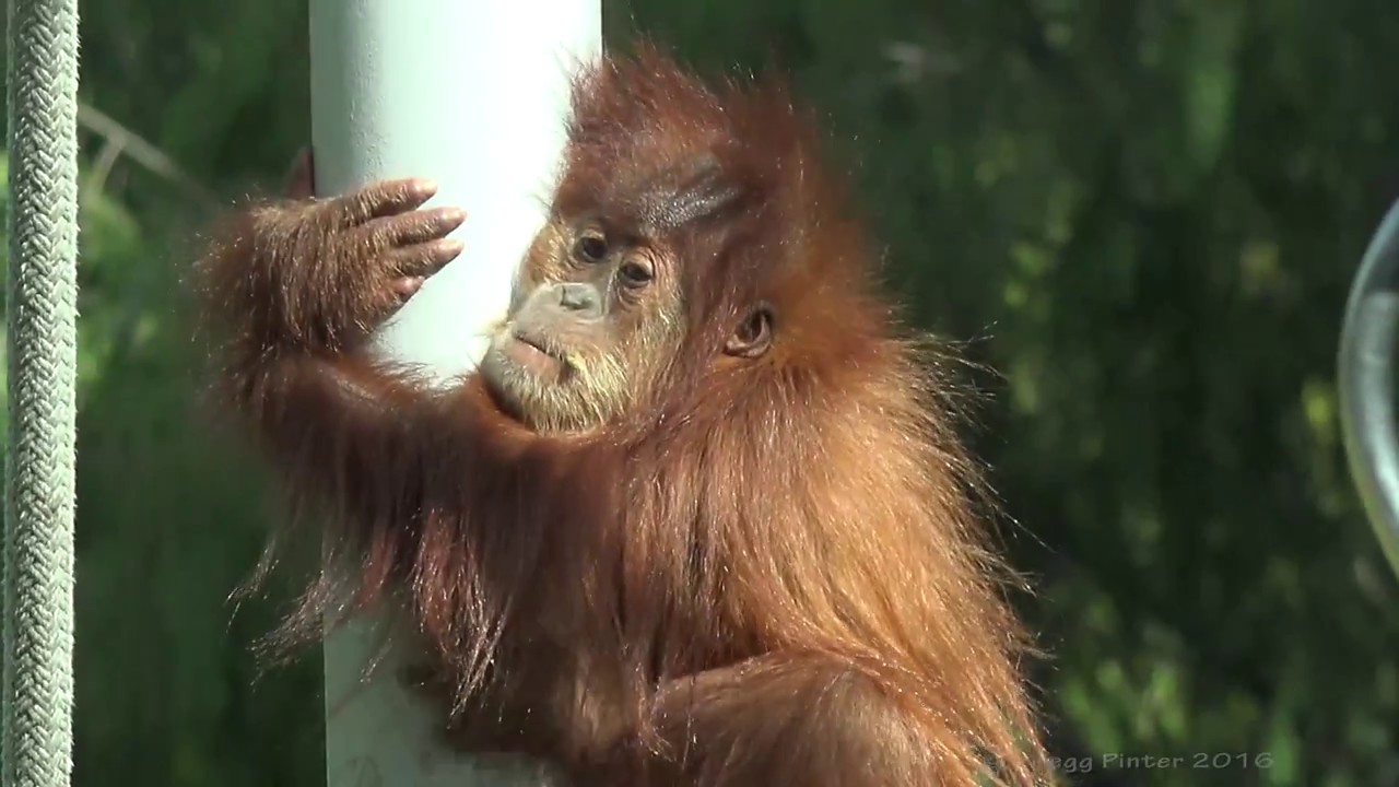 [4K] Aisha versus the pole - YouTube