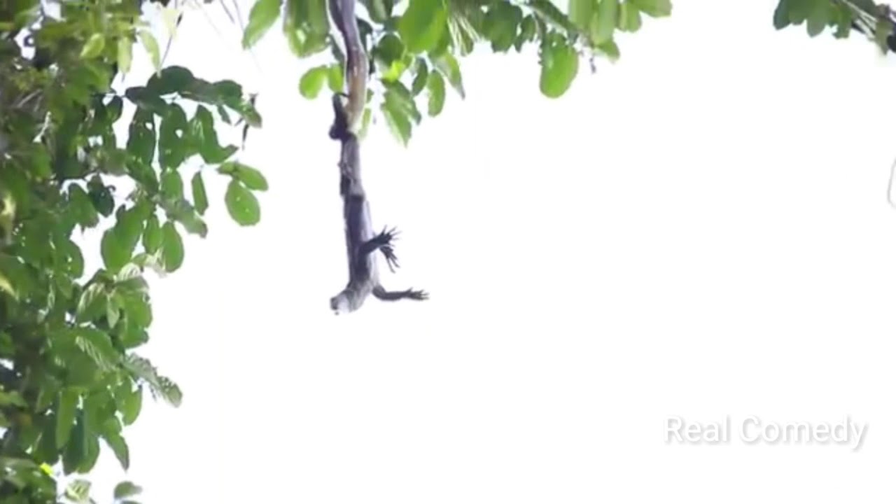 King cobara vs Goyali(Monitor Lizard) - YouTube
