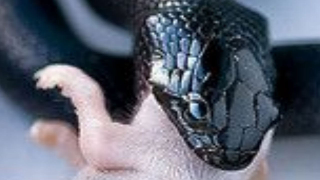 FEEDING HUNDREDS OF SNAKES!!!! | BRIAN BARCZYK - YouTube