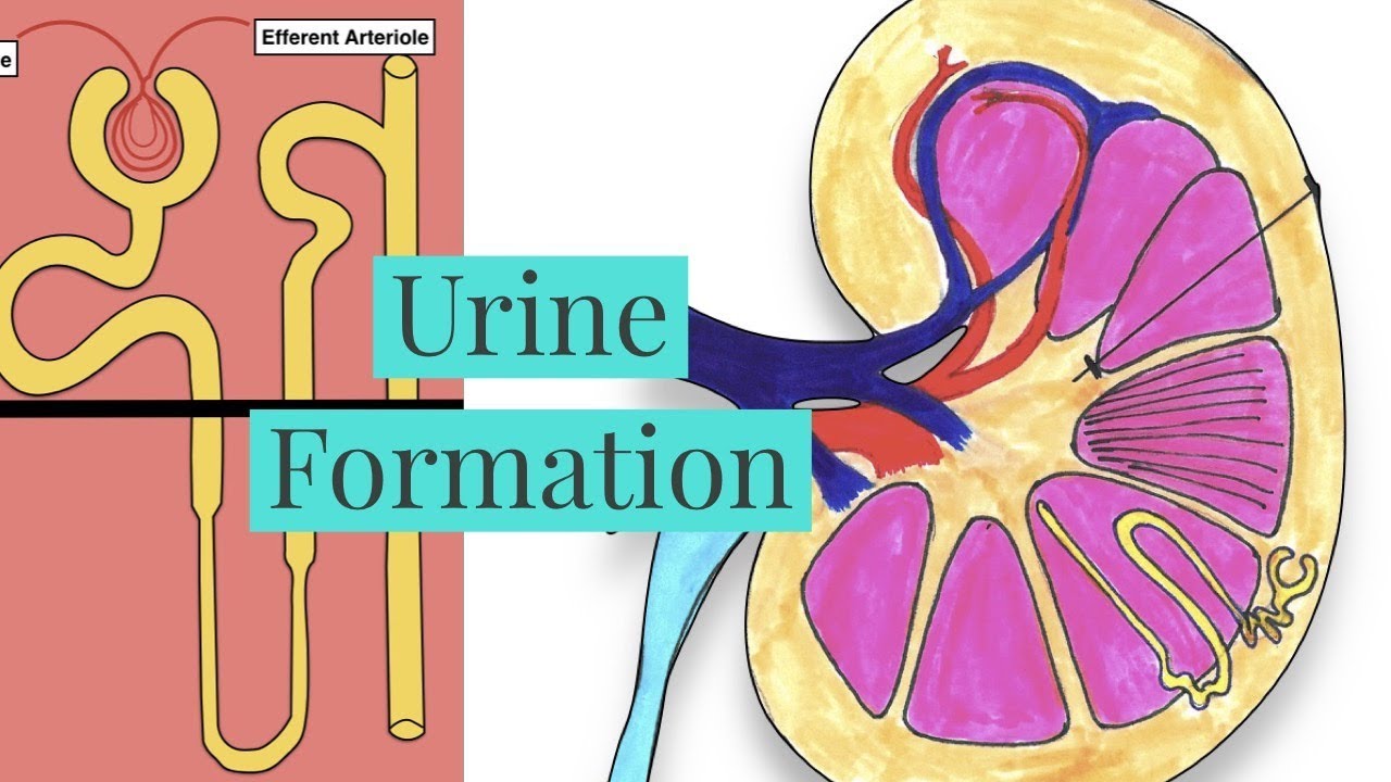 Urine Important Extra Details Leaving Cert Biology Urine Formation