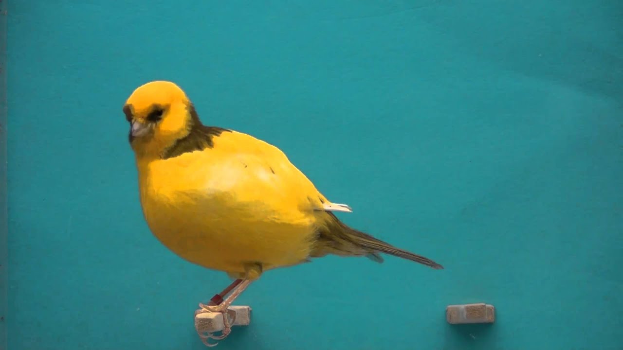 Phil Warne's 2010 border canary - YouTube