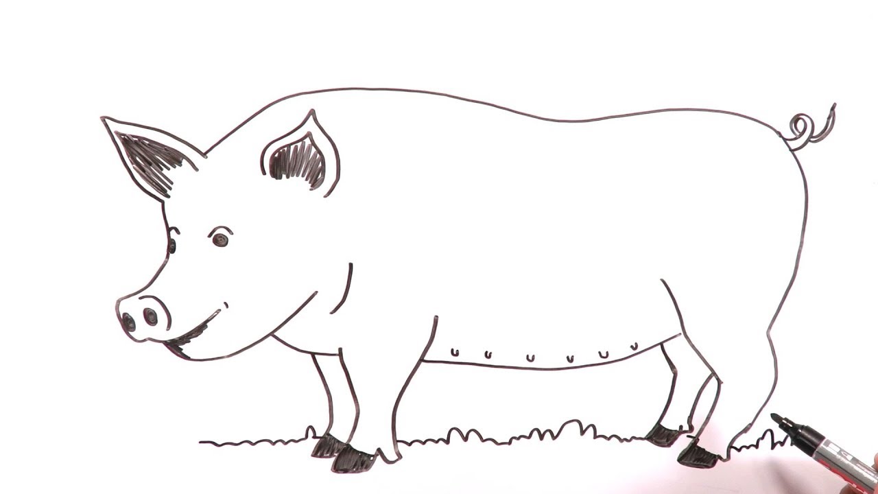 Learn to draw an easy Pig - YouTube