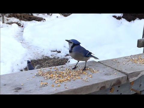 The Blue Jay Rail - YouTube