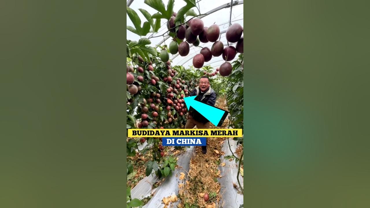 Budidaya markisa merah di China #shorts - YouTube