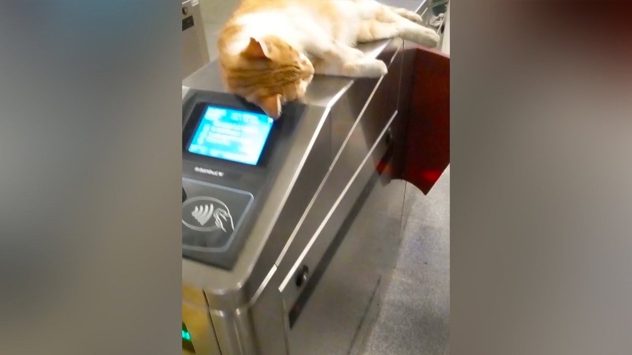 I took the subway with the permission of the cat 🐈 Istanbul Stray Cats ...