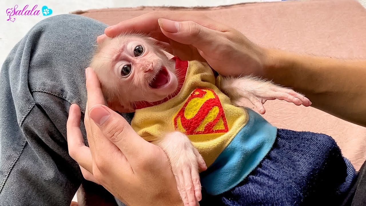 LaLa monkey's reaction when hearing the sounds of wild animals: Tigers ...