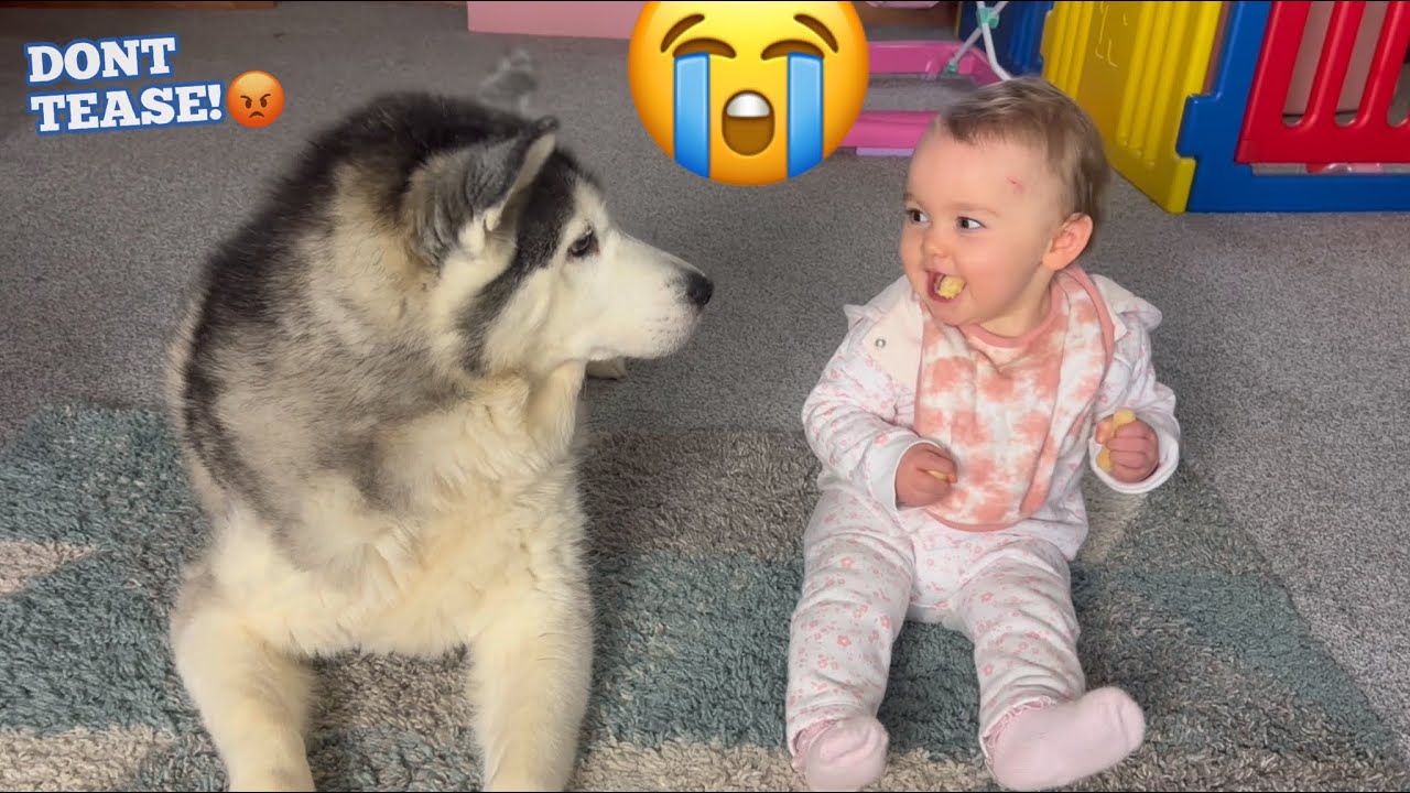 Baby TEASES Husky In The Cutest Way Ever!!😭. - YouTube