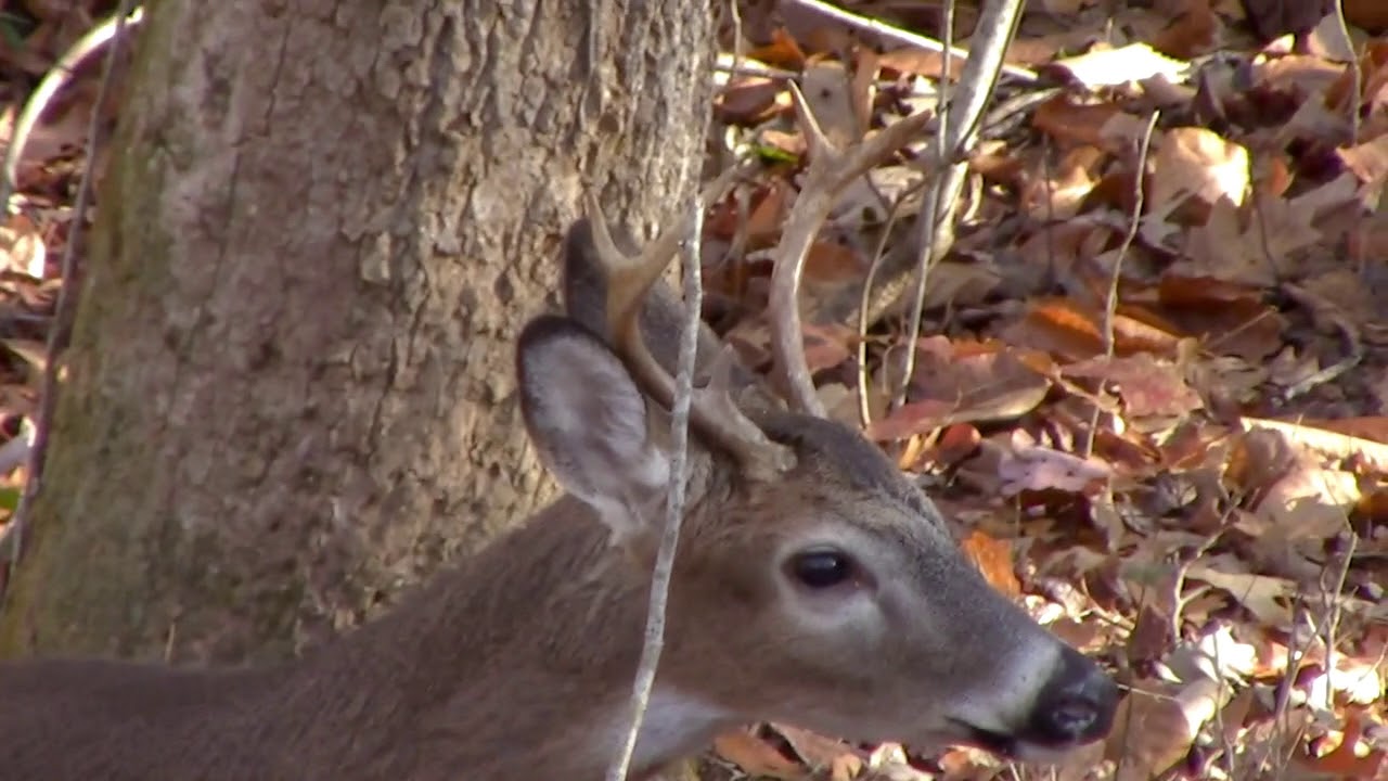-Self Filmed- North Georgia Bucks - YouTube