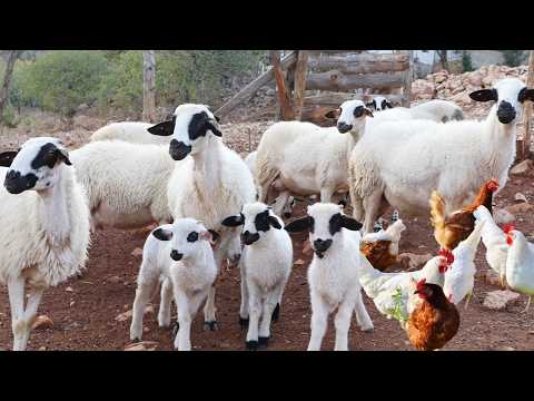 Wild Animal Sounds | Lion , Baby Goat , Sheep , Cow Video , Duck , Chicken, Cute Little Farm Animals